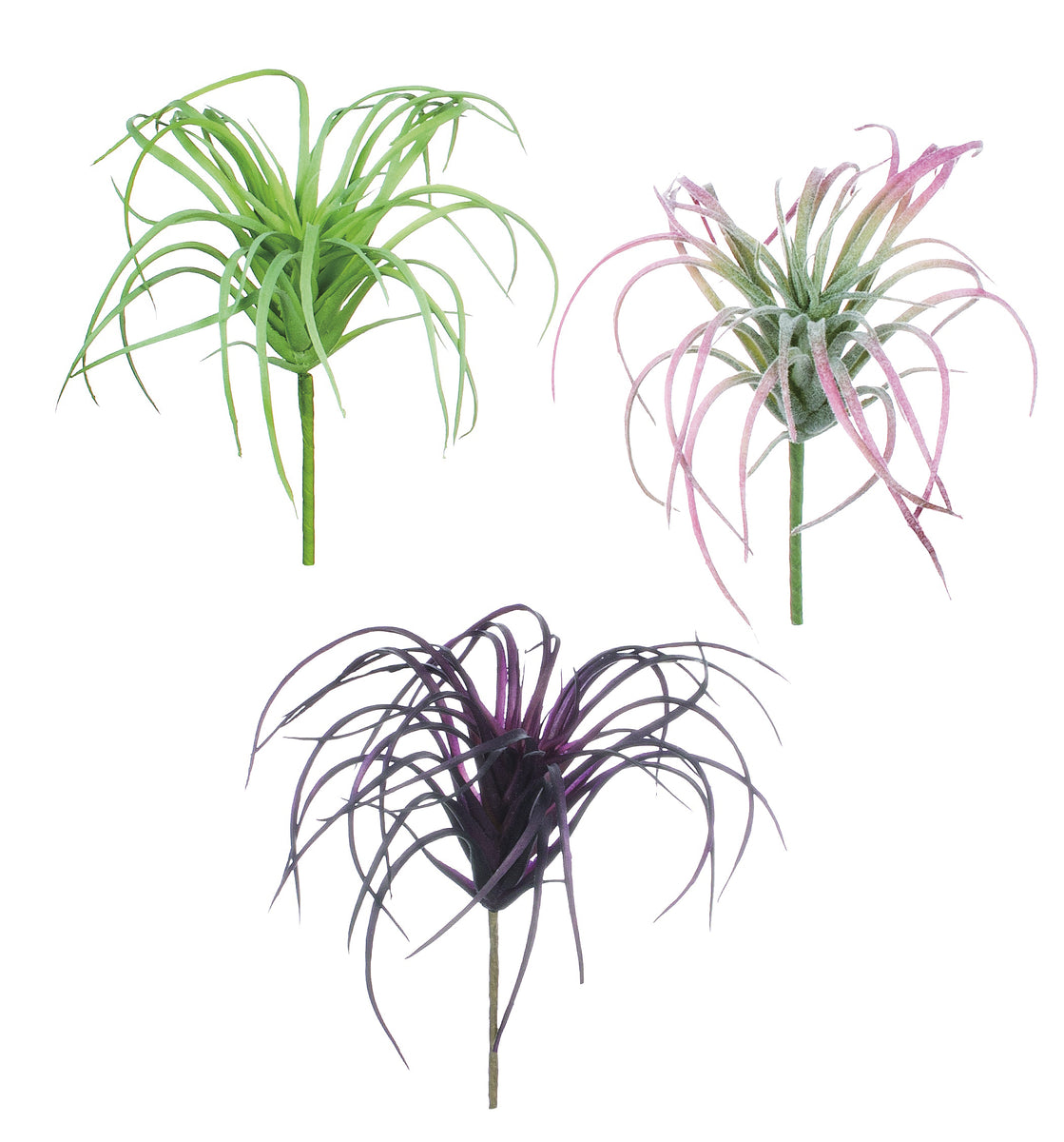 Air Plant (Assortment of 3) – Transpac Brands