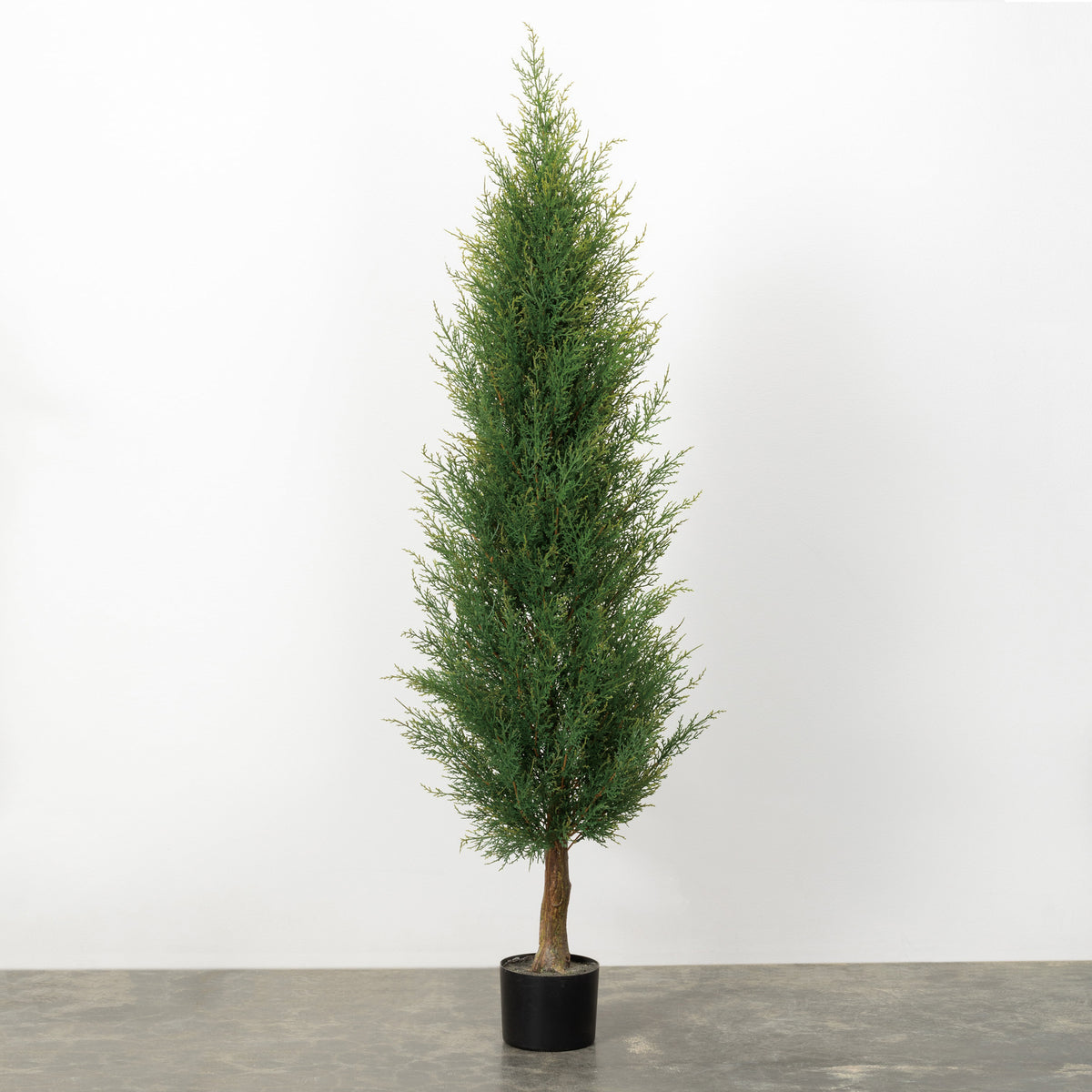 Cedar Arborvite Tree – Transpac Brands