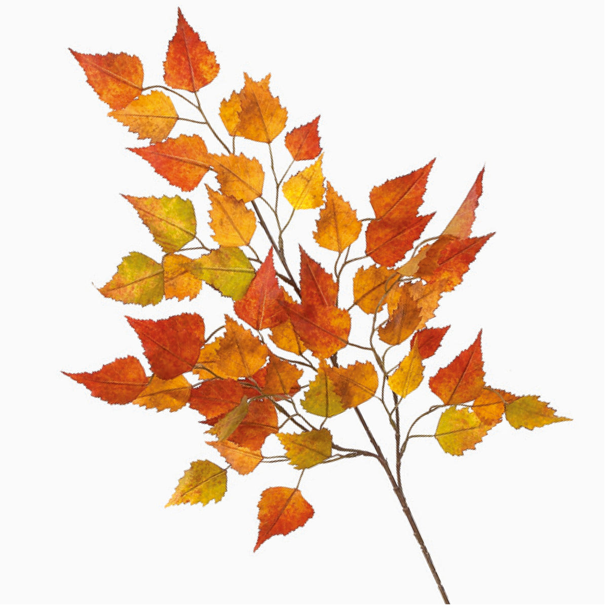 Birch Spray – Transpac Brands