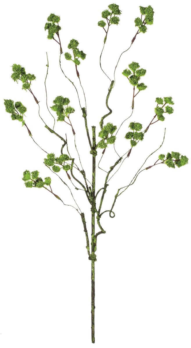 Irish Moss Spray – Transpac Brands