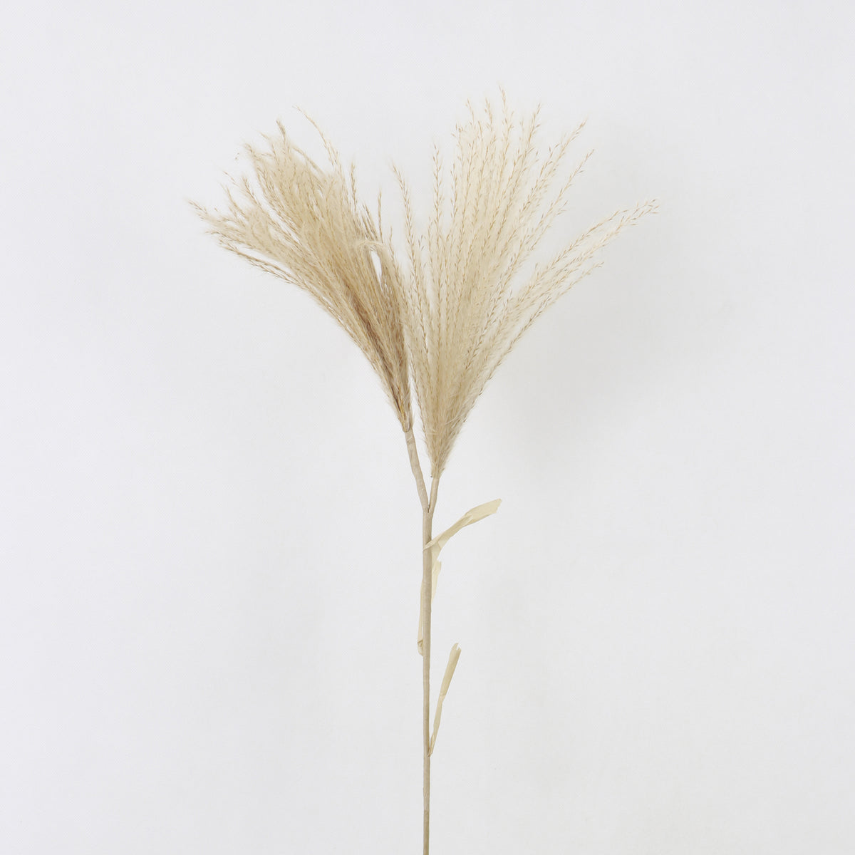 Reed Spray – Transpac Brands
